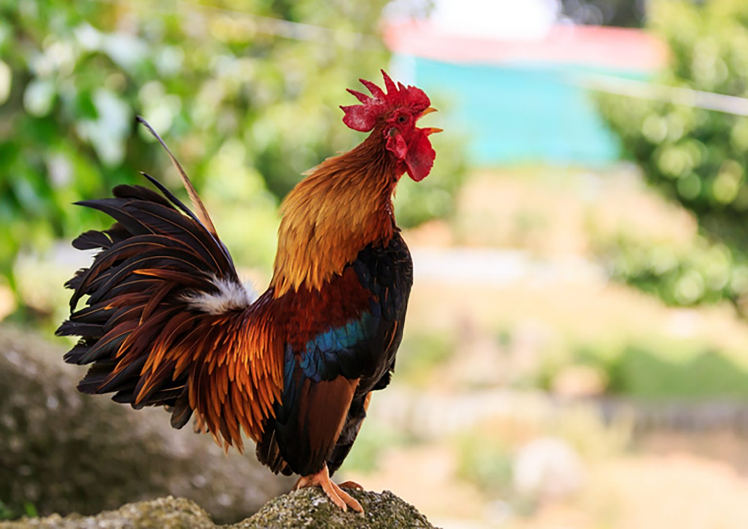 Why do Roosters Crow? Find Out and Get Answers to Other Odd Chicken ...